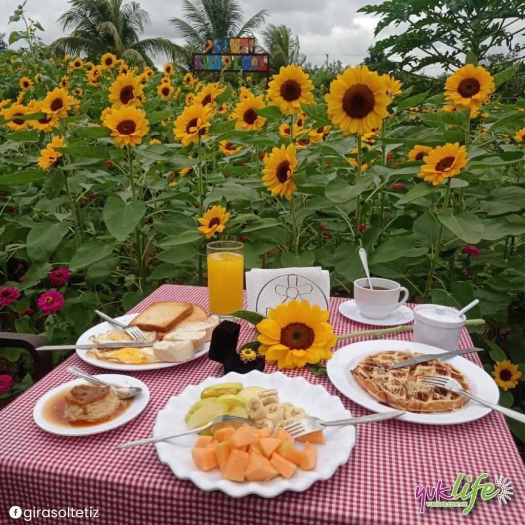 Jardín Suut K'iin Lool, reabre sus puertas para su temporada de Girasoles